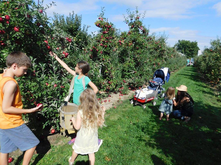 The Best Apple Orchards to Visit Near Cleveland This Fall